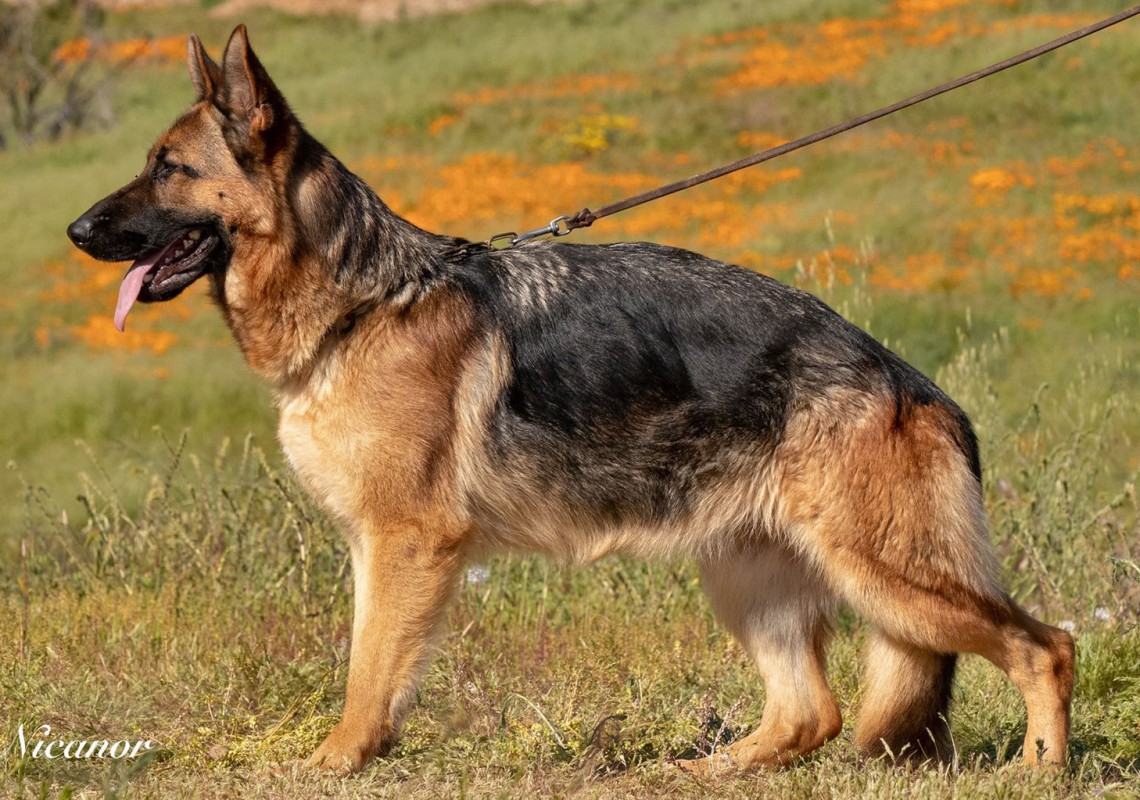 German Shepherd Females