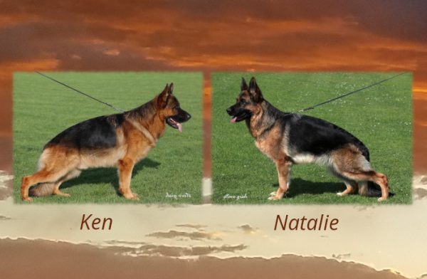 Ken x Natalie Litter | Lundborg-Land German Shepherd Dogs