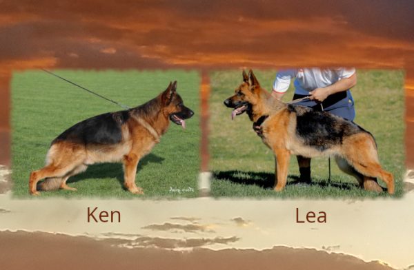 Ken x Lea Litter One Male Available | Lundborg-Land German Shepherd Dogs