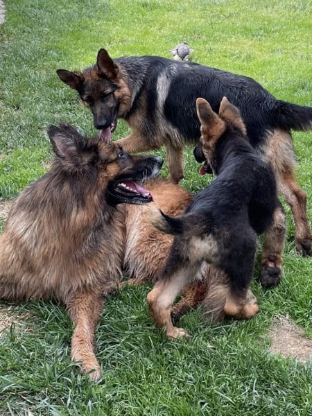 Loki sit1 | Lundborg-Land German Shepherd Dogs