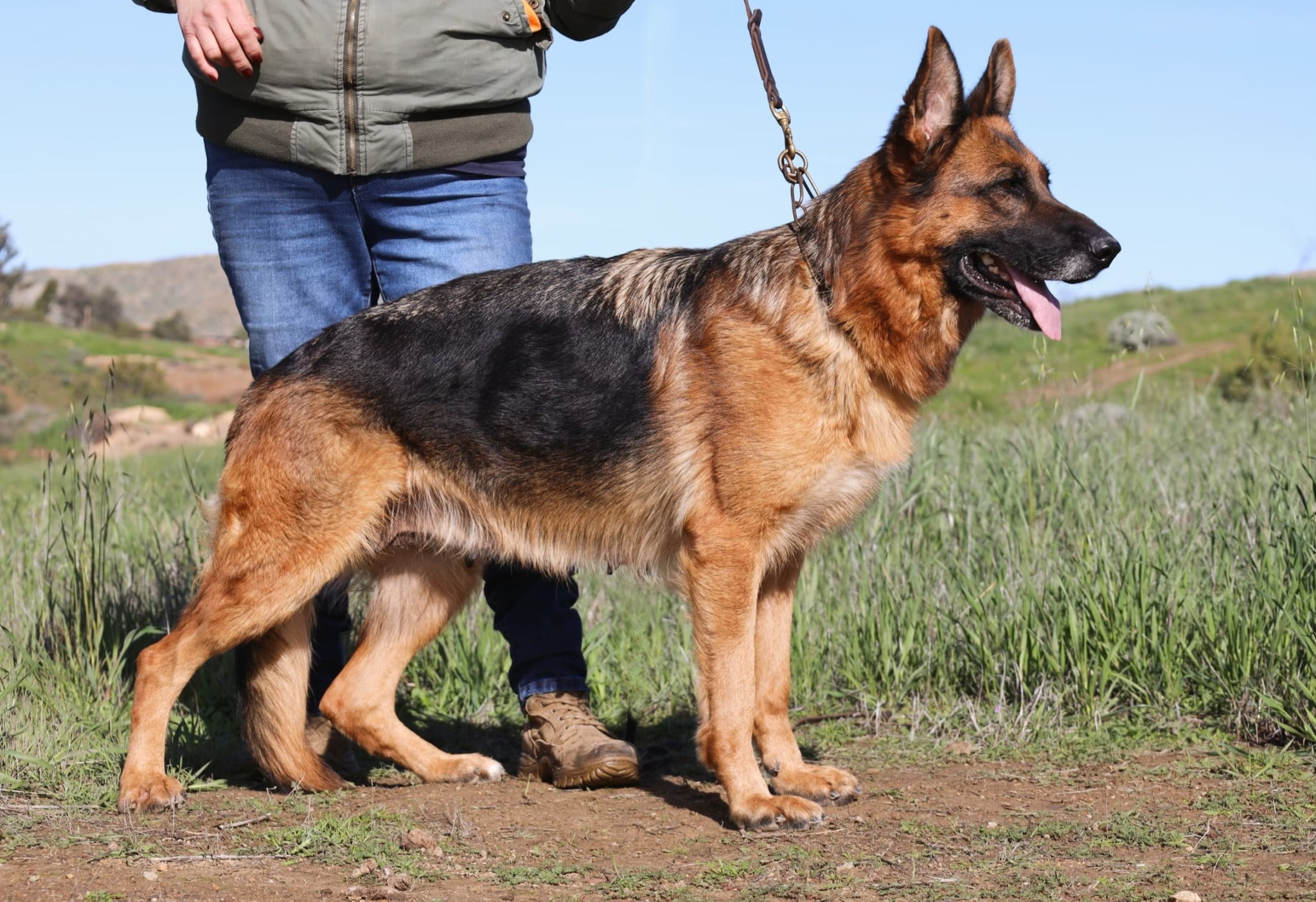 German Shepherd Females