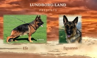 German Shepherd Puppies