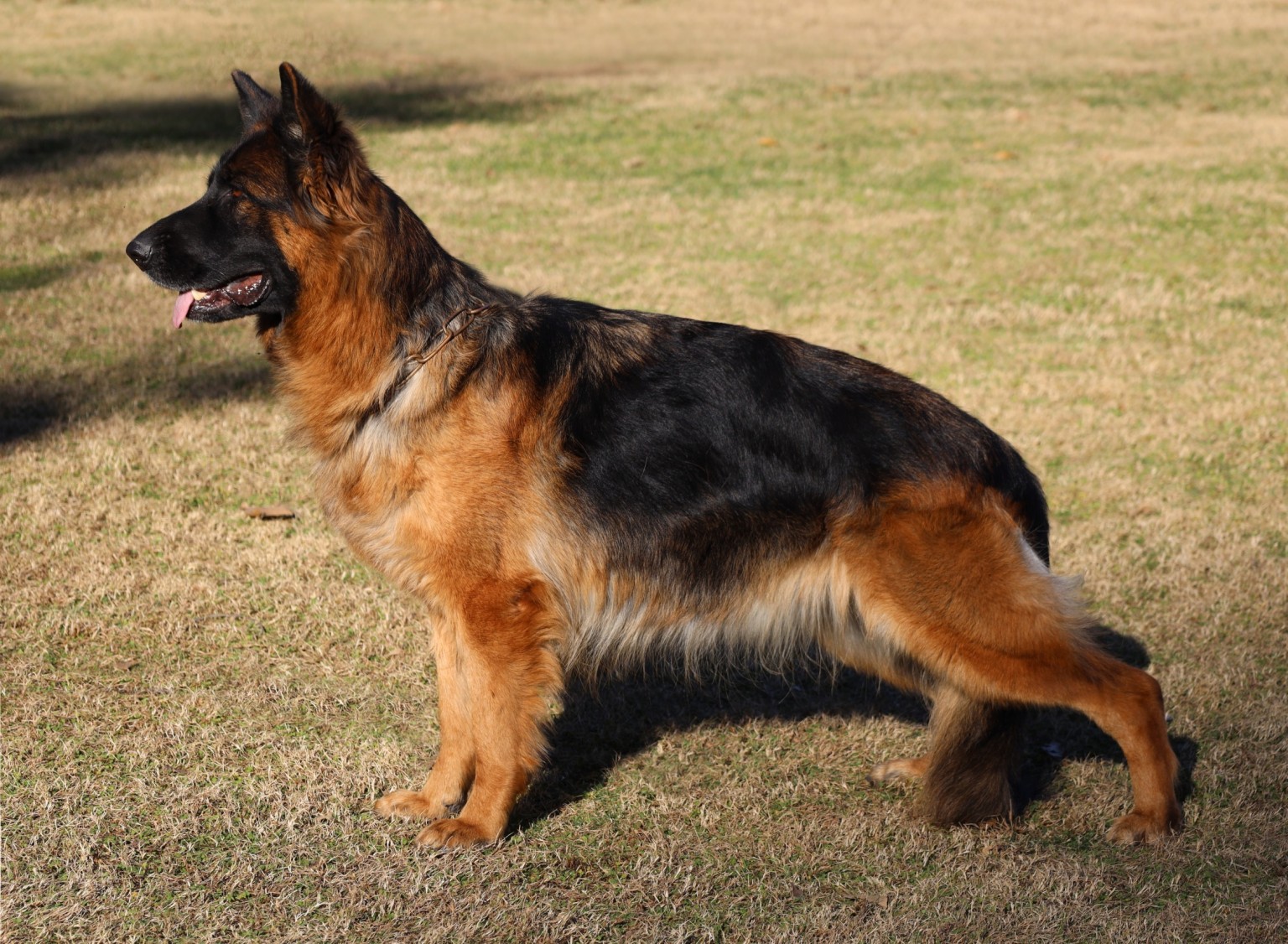 German Shepherd Females