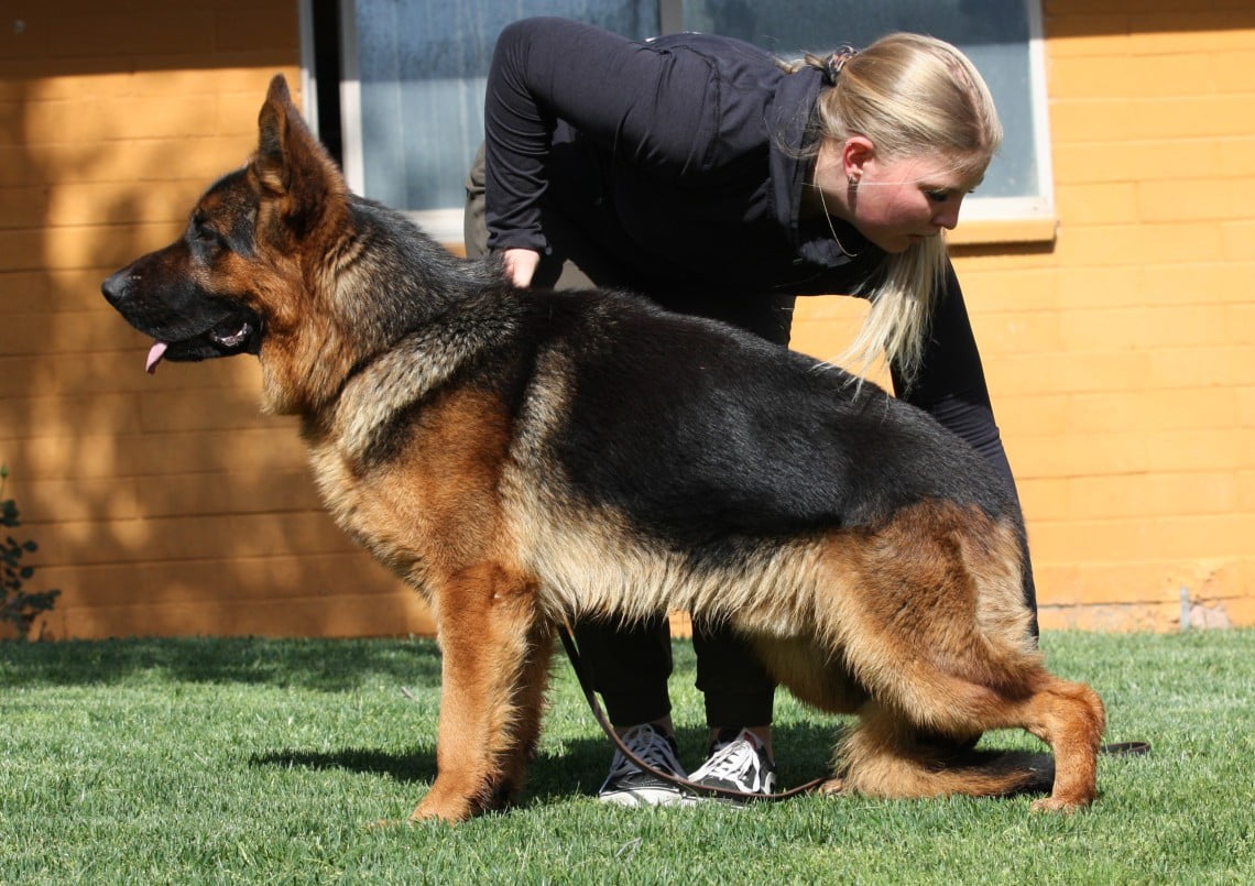 German Shepherd Studs