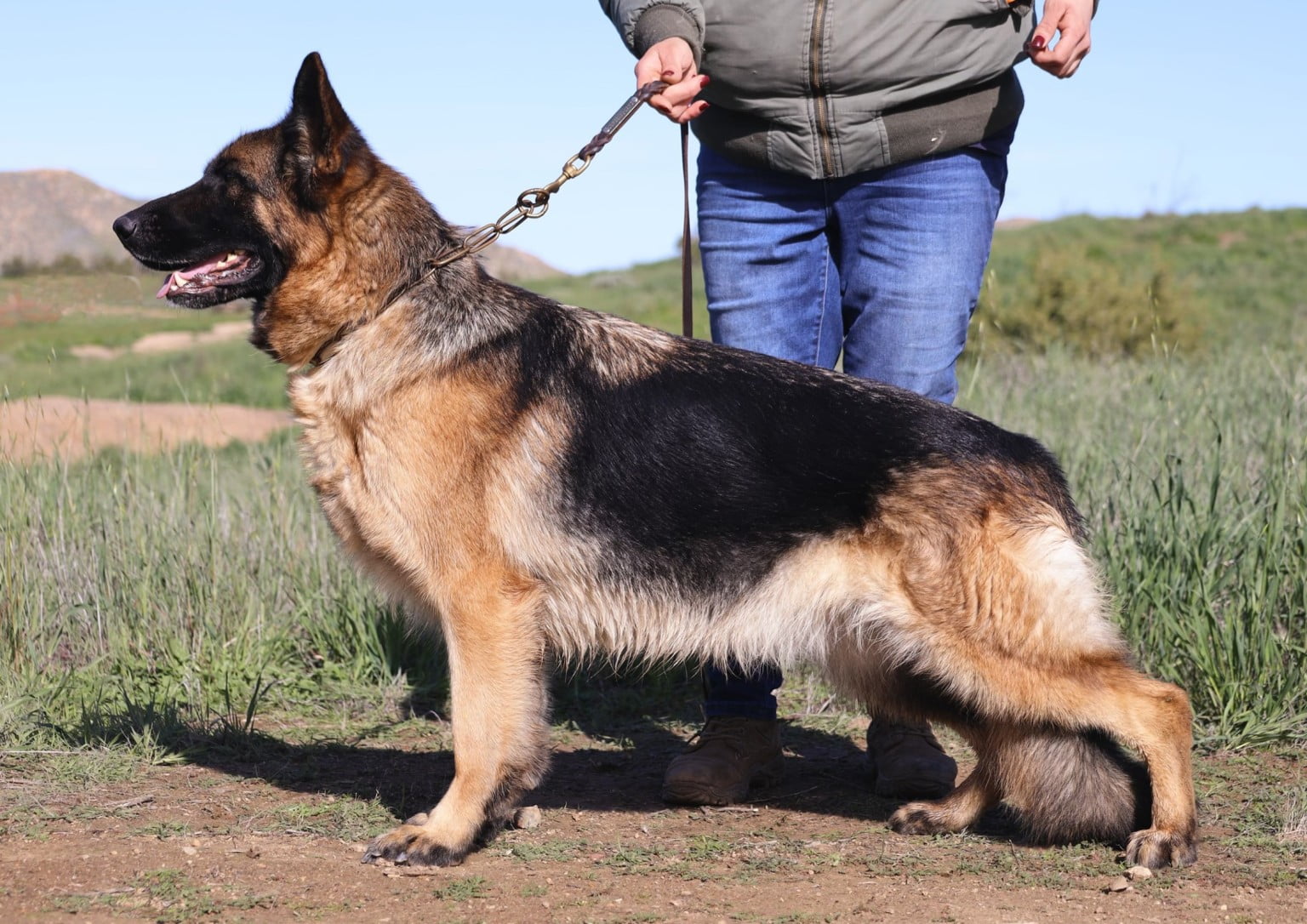Efo x Xantana Litter | Lundborg-Land German Shepherd Dogs