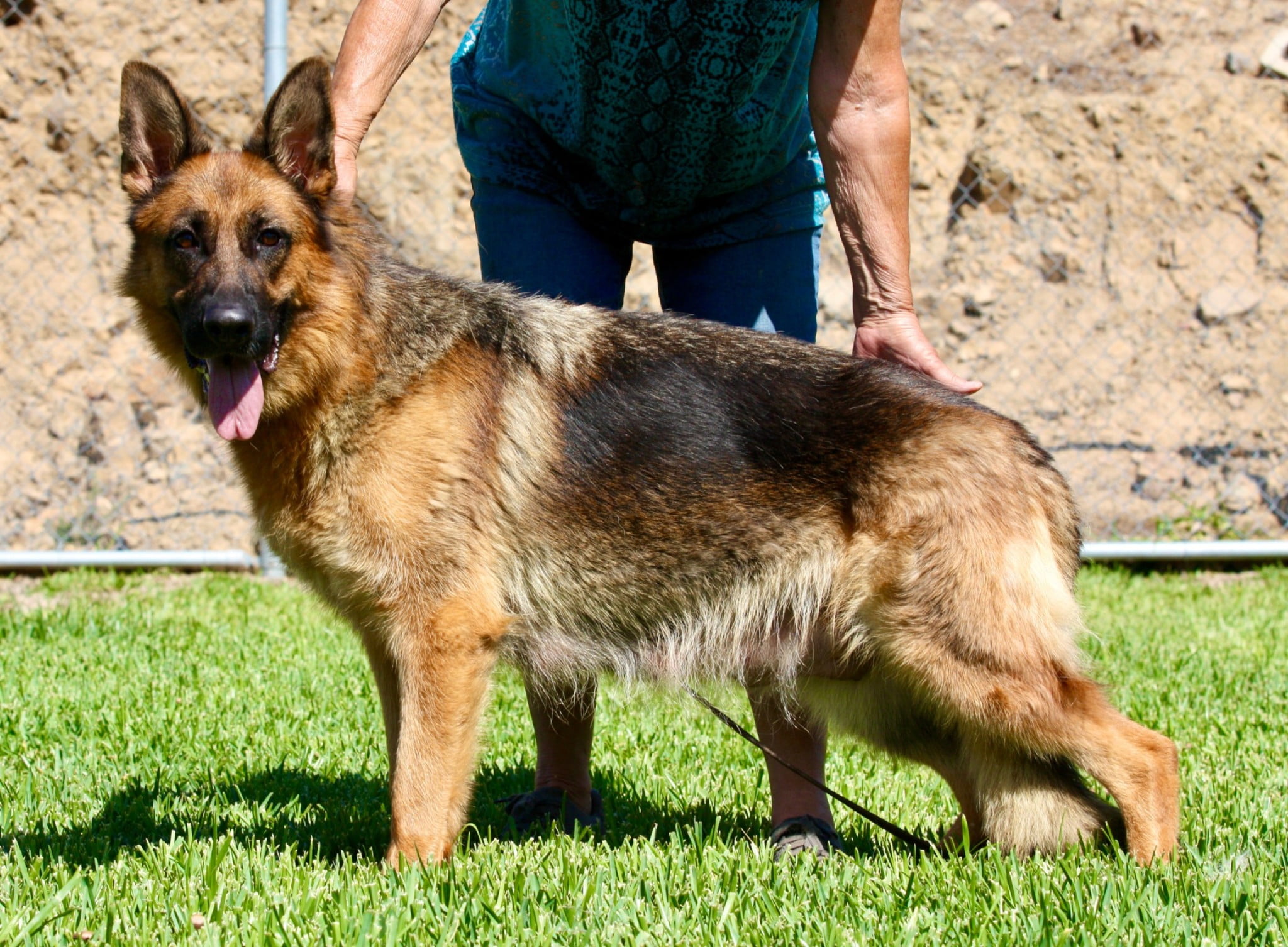 Ice x Questa Litter | Lundborg-Land German Shepherd Dogs