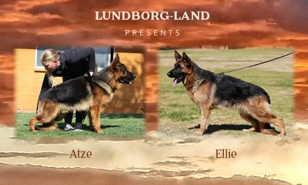 Atze x Ellie Litter | Lundborg-Land German Shepherd Dogs
