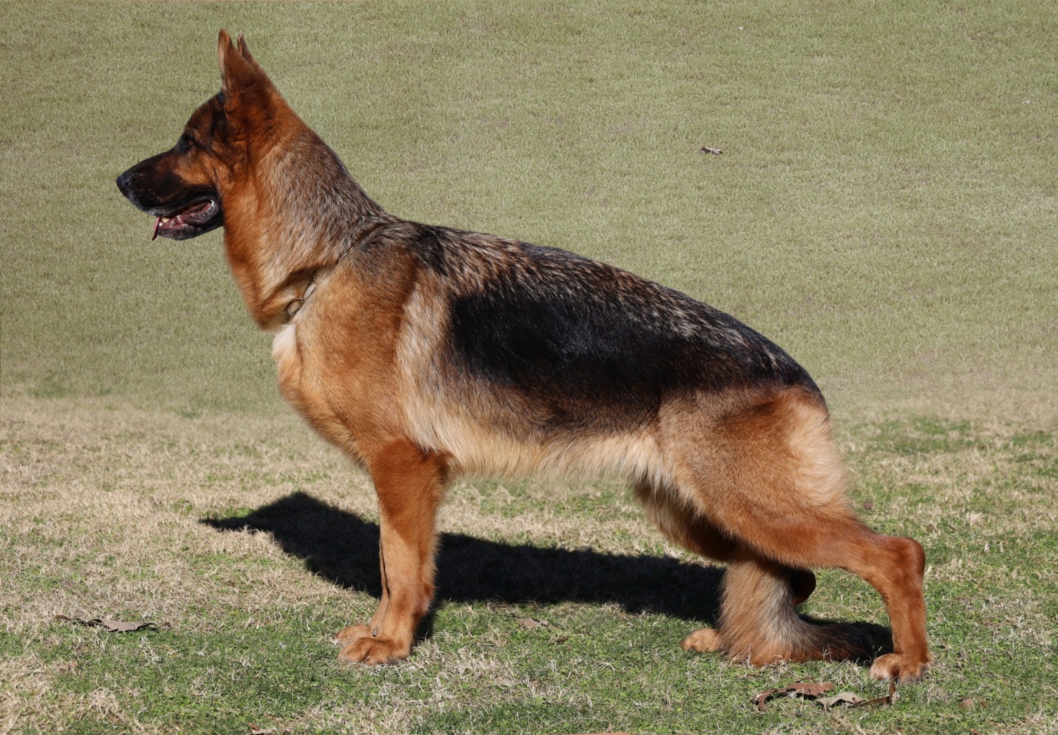 Efo x Addy Litter | Lundborg-Land German Shepherd Dogs