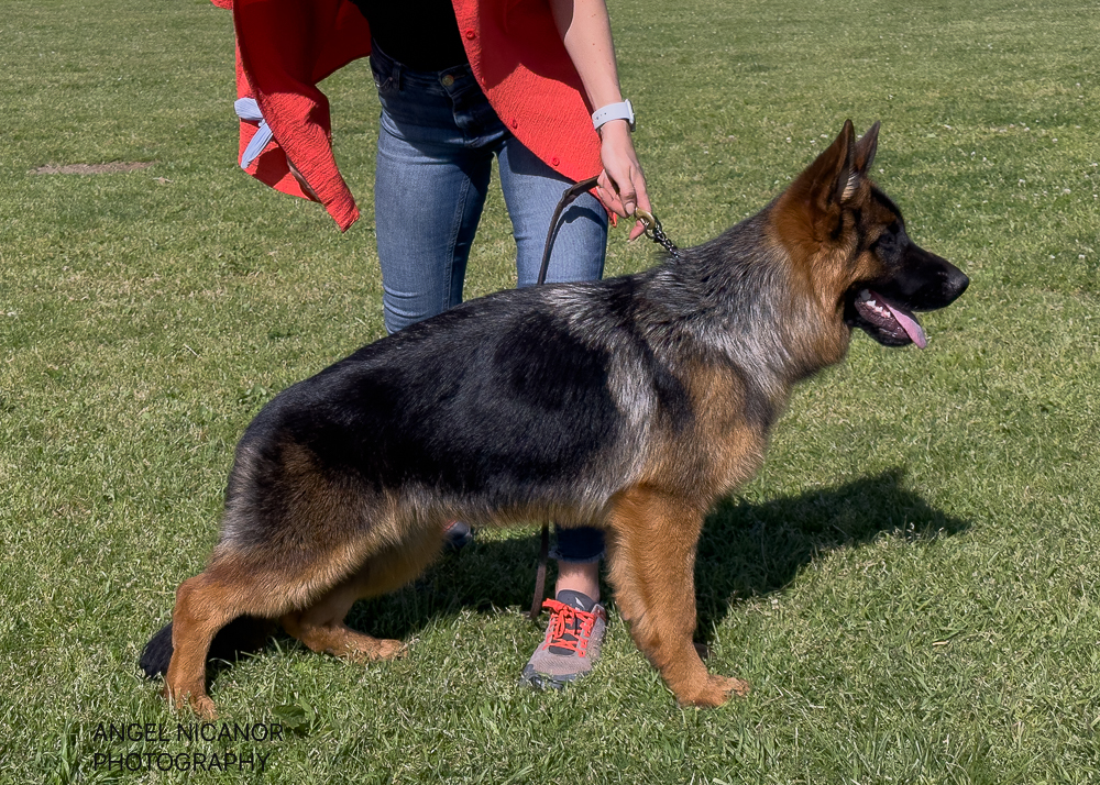 Austin vom Lundborg-Land | Lundborg-Land German Shepherd Dogs