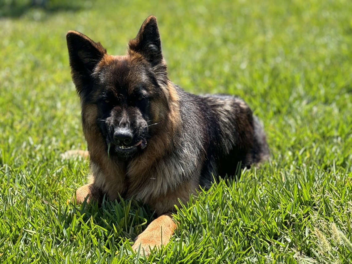 Idella (River) vom Lundborg-Land | Lundborg-Land German Shepherd Dogs