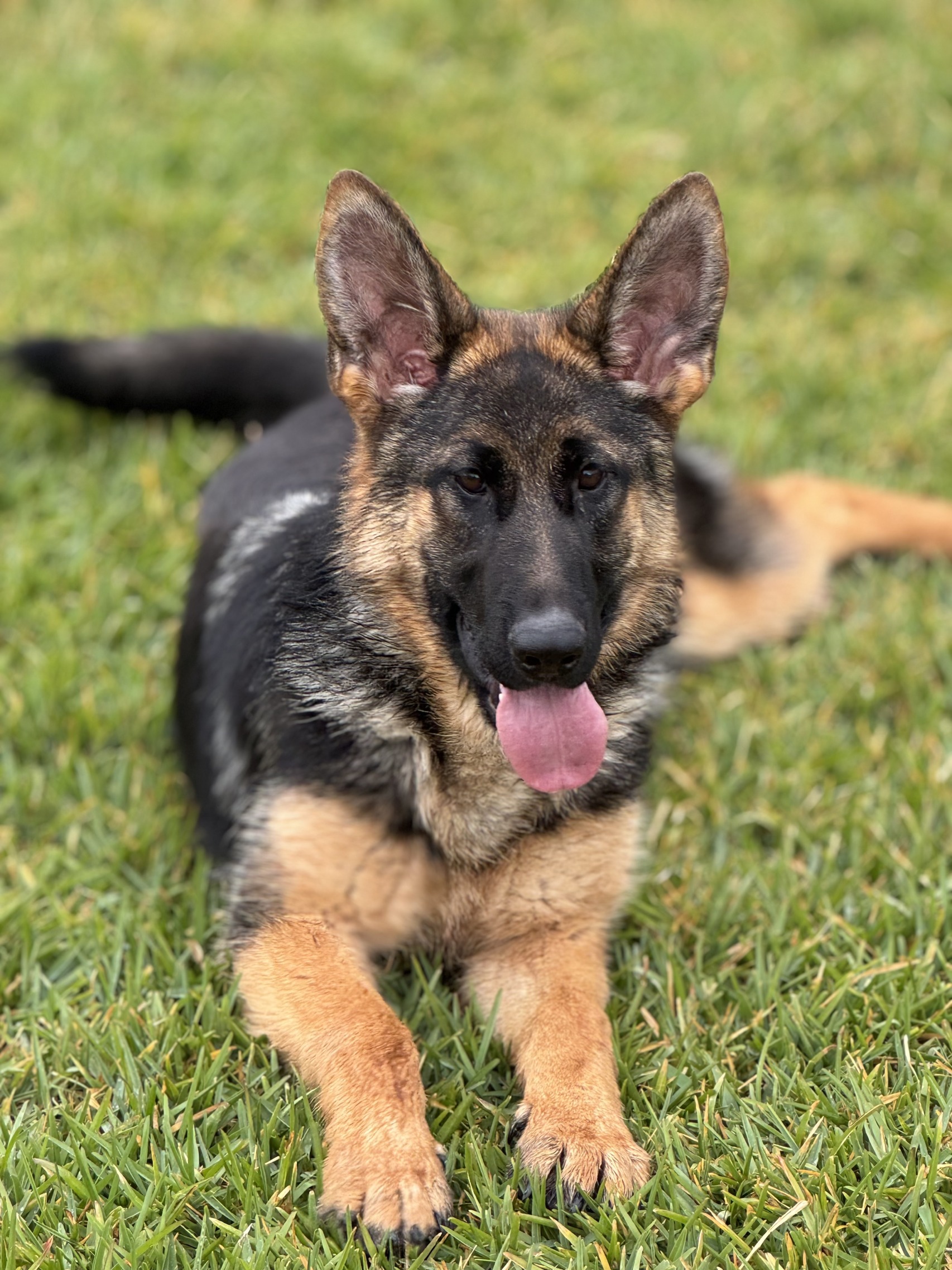 Vana vom Lundborg-Land, DOB 10/3/23 | Lundborg-Land German Shepherd Dogs