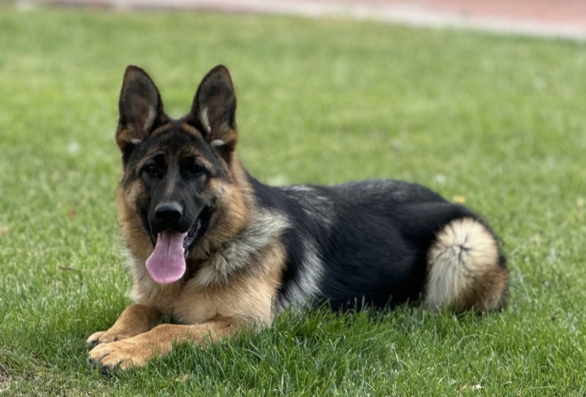 Vima vom Lundborg-Land -DOB 10/3/23 | Lundborg-Land German Shepherd Dogs