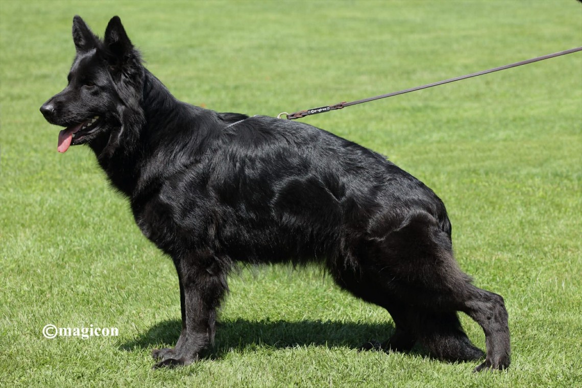 Ironhide x Glitch Litter | Lundborg-Land German Shepherd Dogs