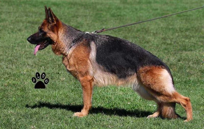 Zander vom Lundborg-Land | Lundborg-Land German Shepherd Dogs